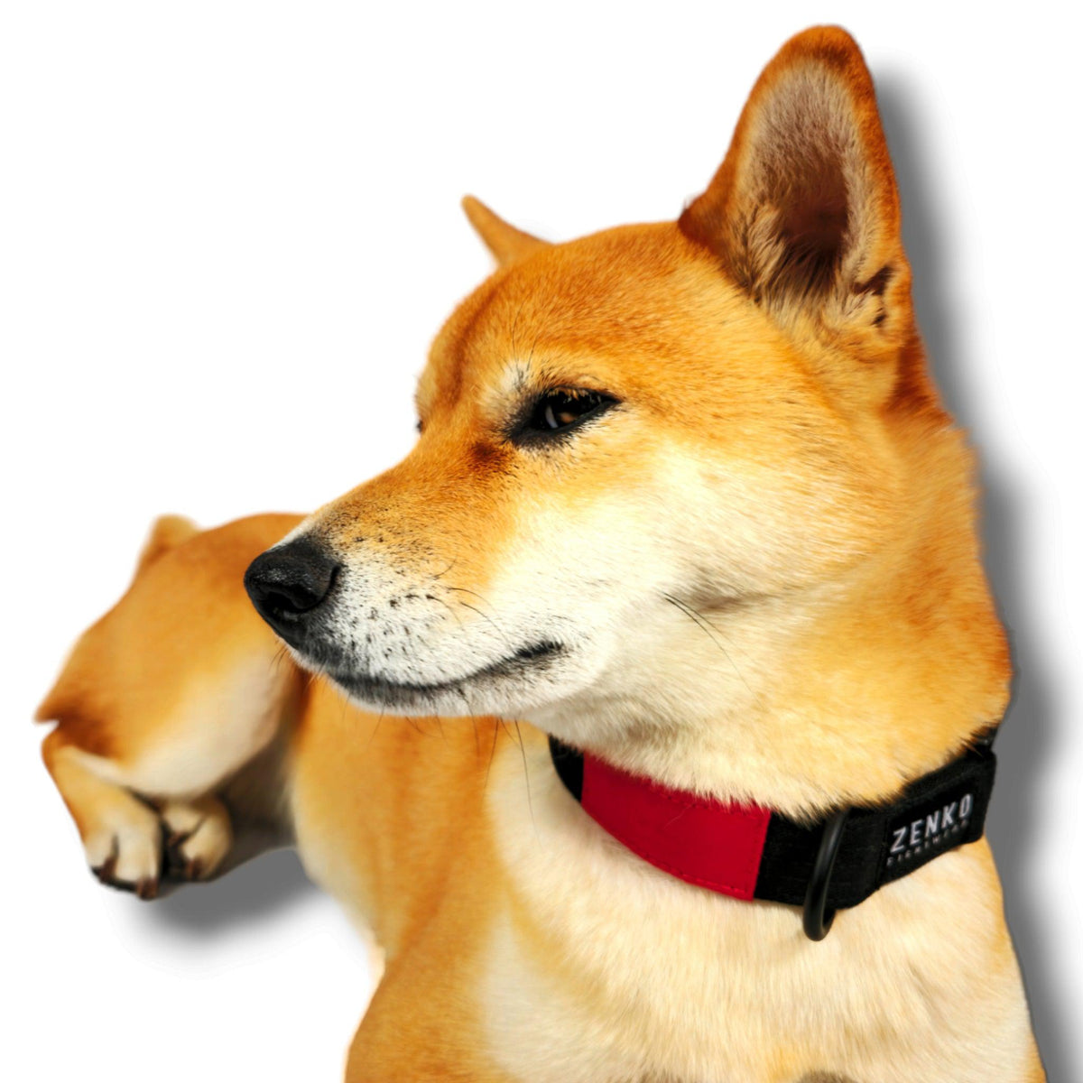 Zenko Jiu Jitsu Dog Collar – ZENKO FIGHTWEAR™